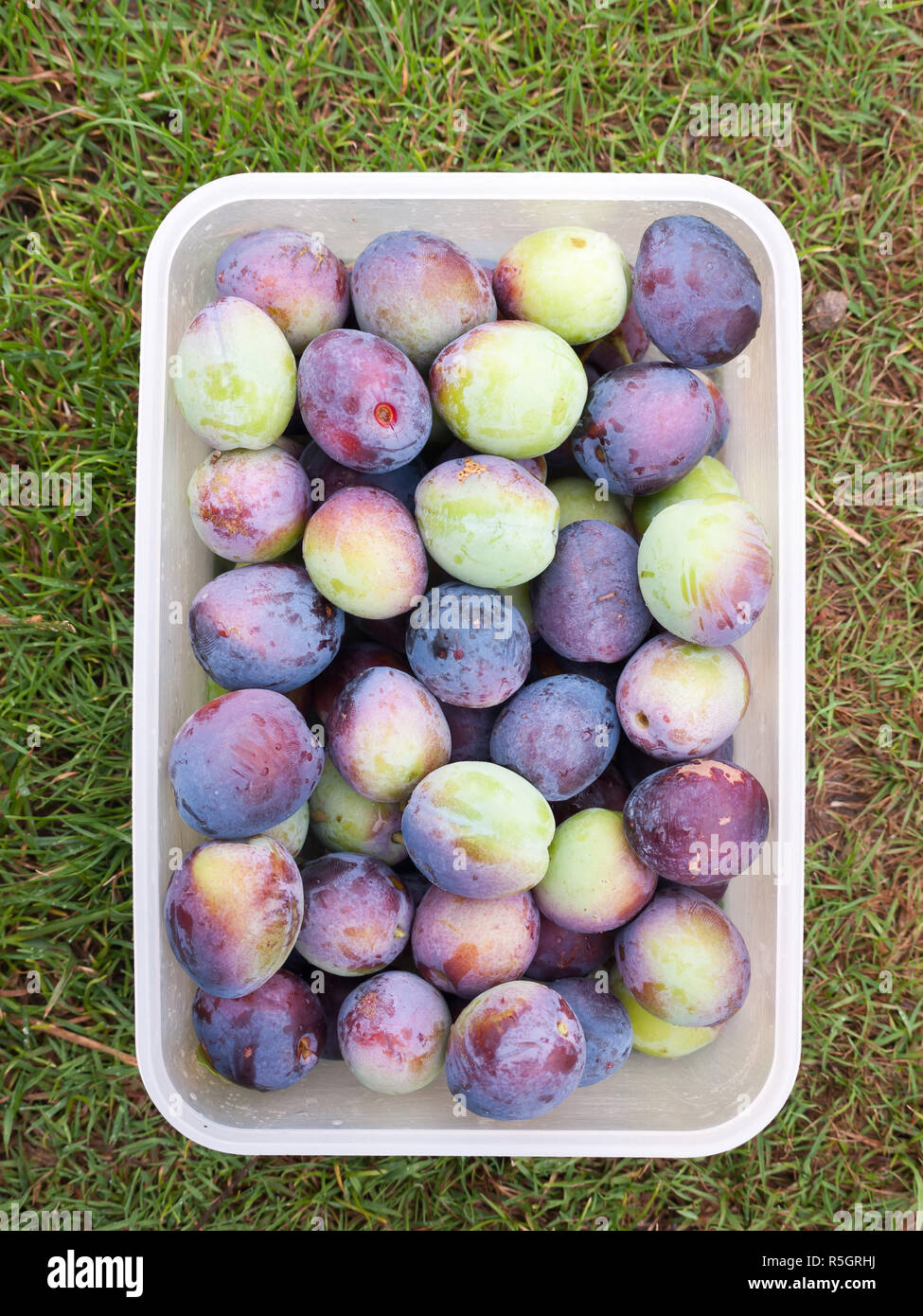 Grapes in a tub hi-res stock photography and images - Alamy