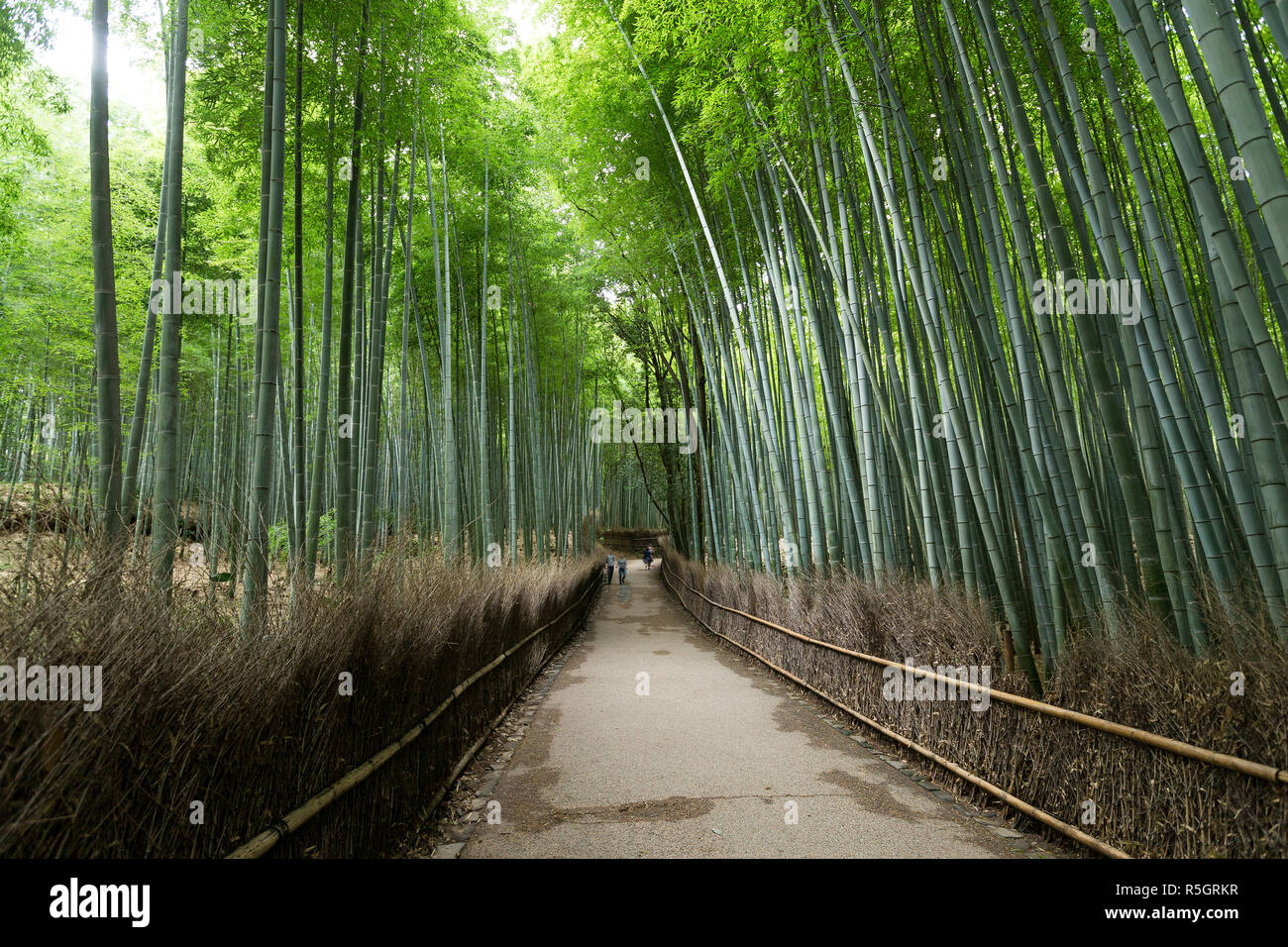 Arashiyama bamboo forest early hi-res stock photography and images - Alamy