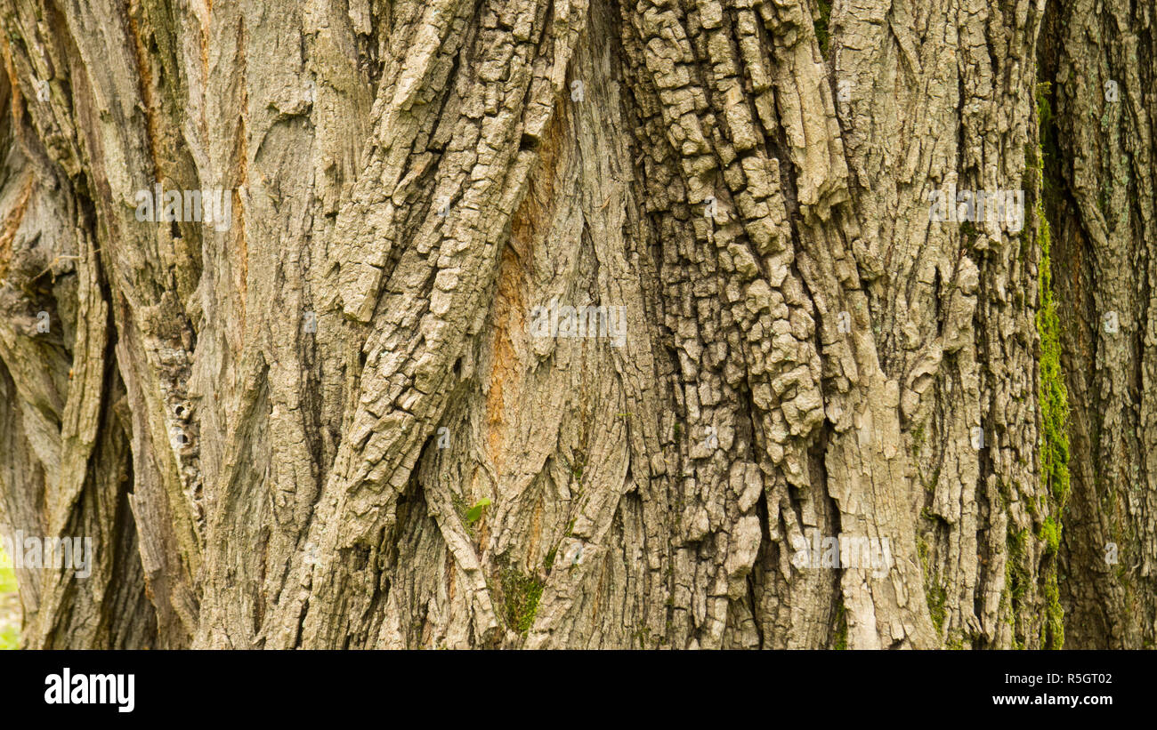 texture old tree trunk bark Stock Photo - Alamy