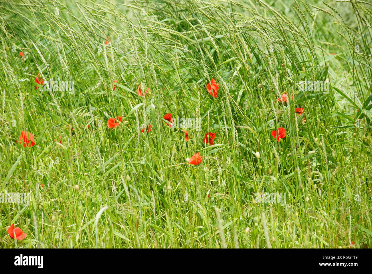 Colourful grain field poppy flowers hi-res stock photography and images ...