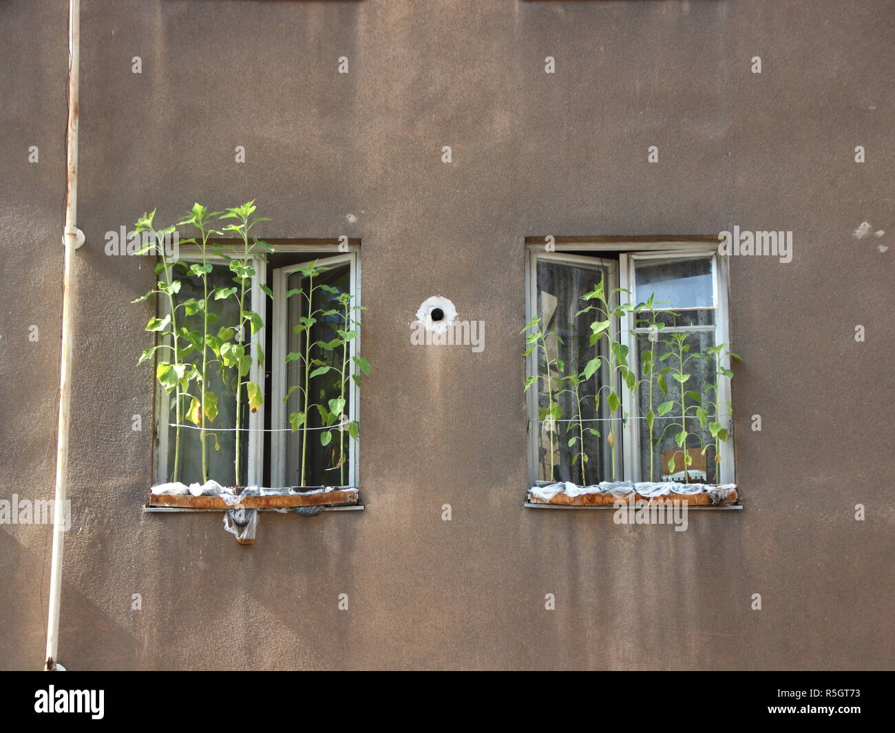 Sunflower Growing in Urban Flower Box under Two Windows Stock Photo - Alamy