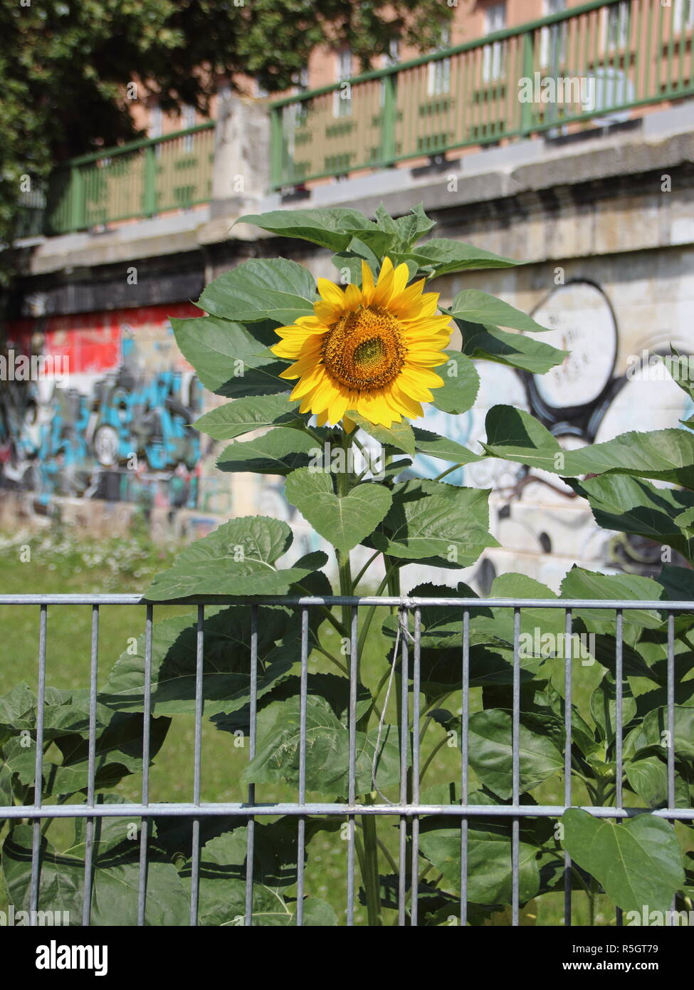 Urban Sunflower Behind Metal Bars and Graffiti Background Stock Photo ...