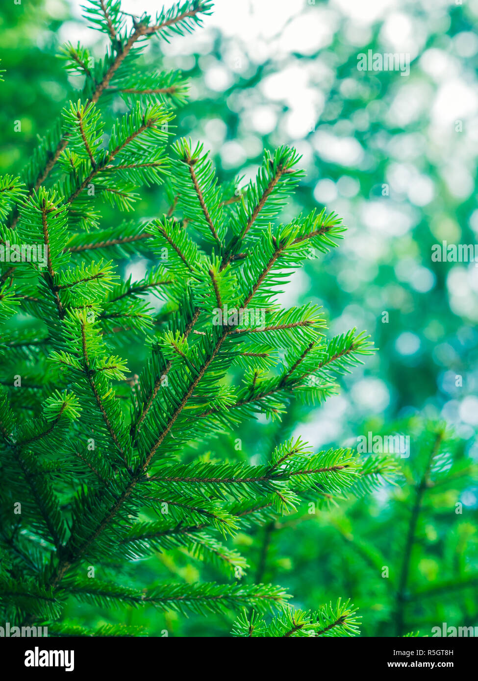 Green fir tree winter christmas background. Branches texture. Forest ...