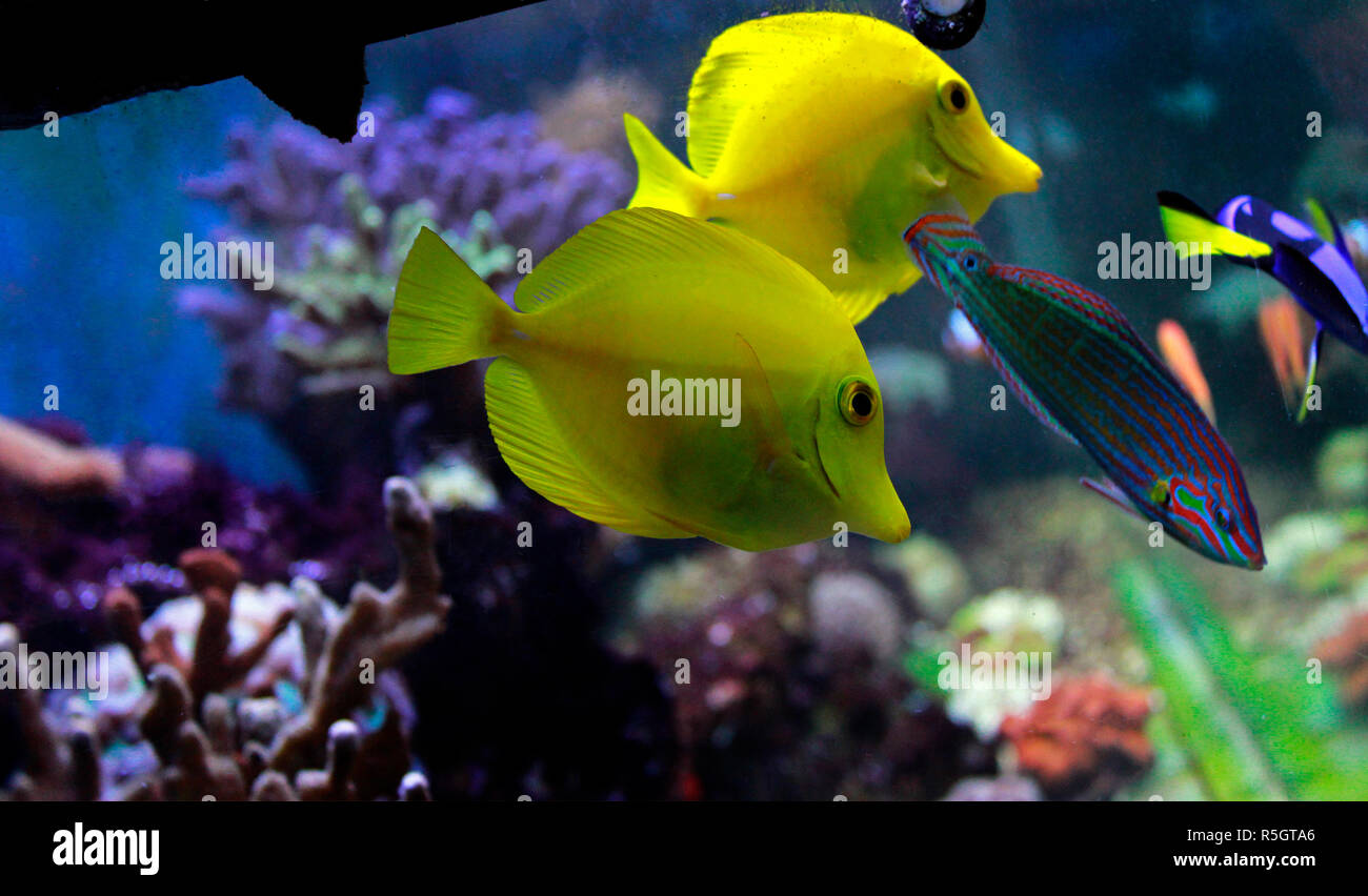 Zebrasoma the Hawaiian Yellow tang fish Stock Photo - Alamy