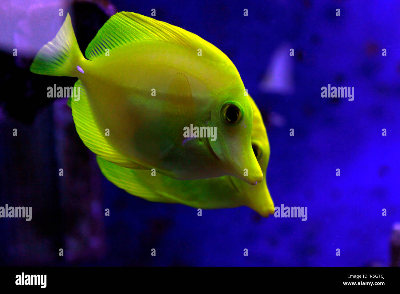 Zebrasoma the Hawaiian Yellow tang fish Stock Photo - Alamy