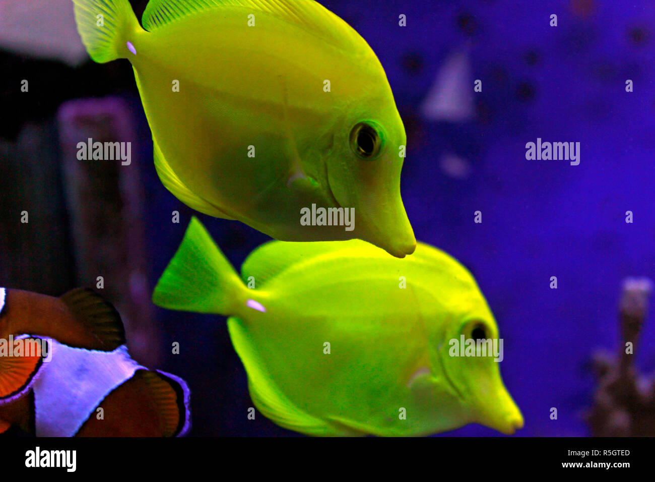 Zebrasoma the Hawaiian Yellow tang fish Stock Photo - Alamy