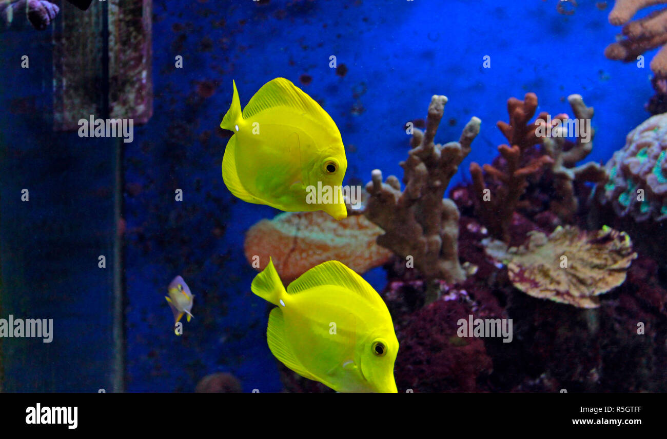 Zebrasoma the Hawaiian Yellow tang fish Stock Photo - Alamy
