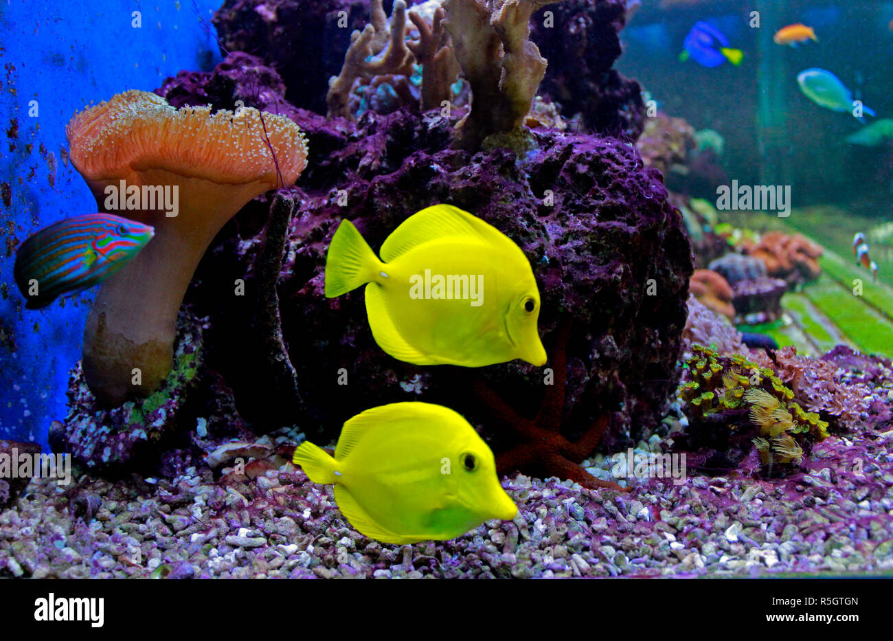 Zebrasoma the Hawaiian Yellow tang fish Stock Photo - Alamy