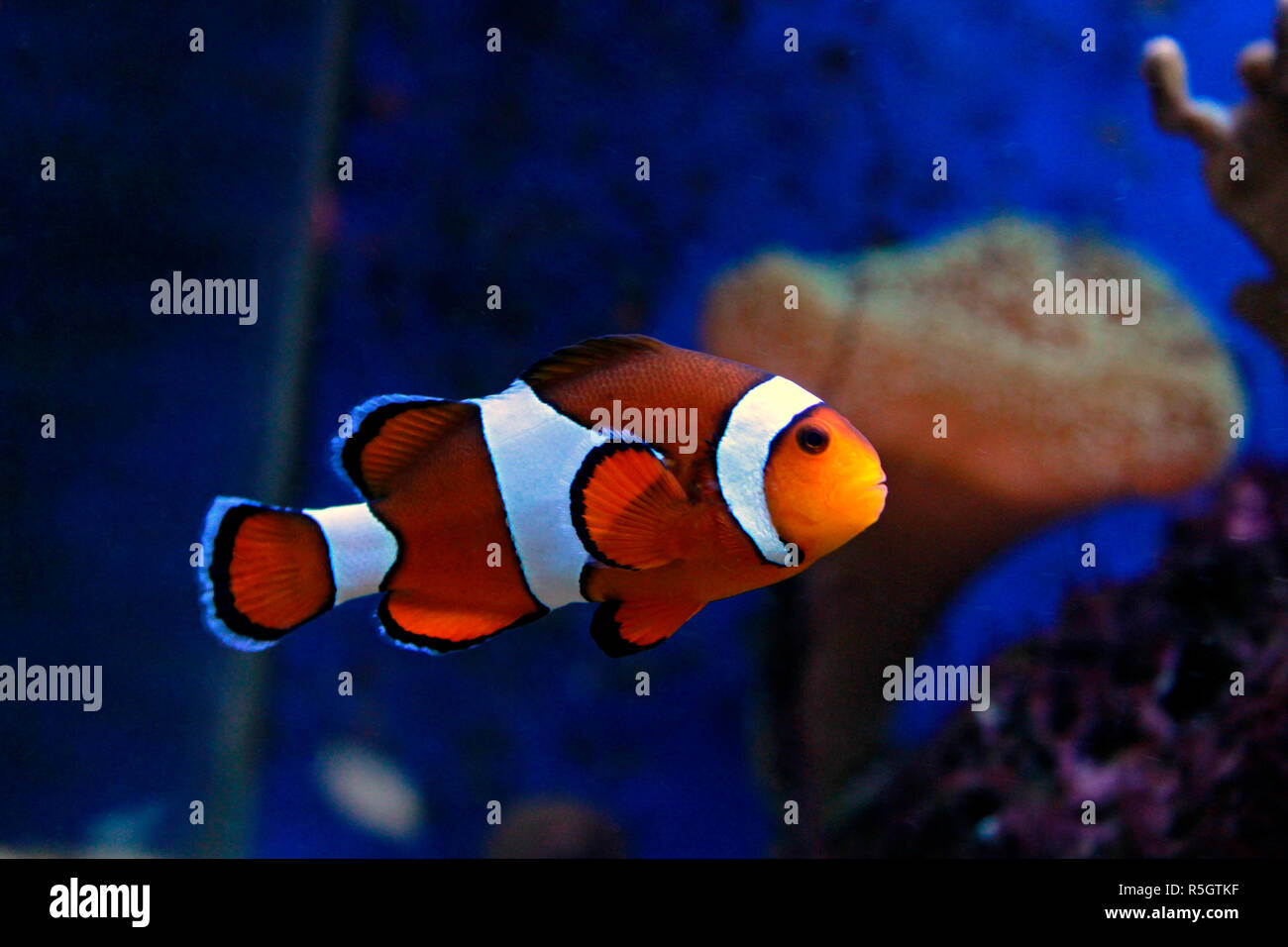 Clown Fish - The most popular saltwater fish in the world Stock Photo ...