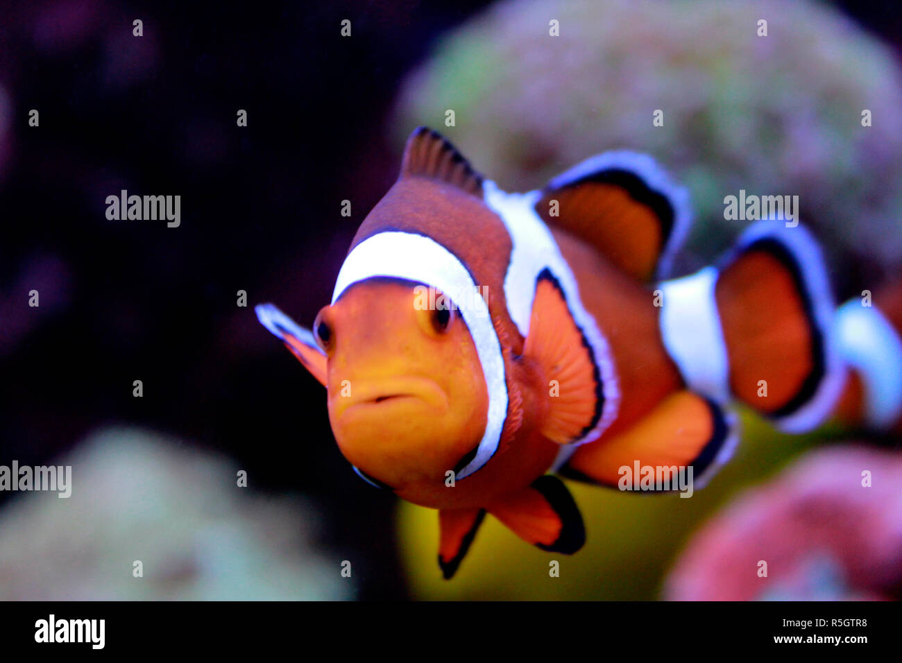 Clown Fish - The most popular saltwater fish in the world Stock Photo ...