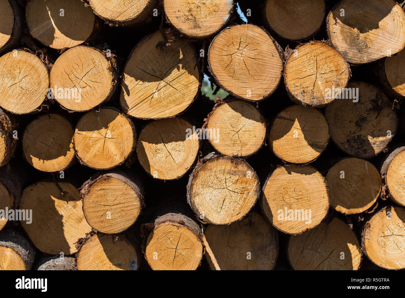 Cut teak logs hi-res stock photography and images - Alamy