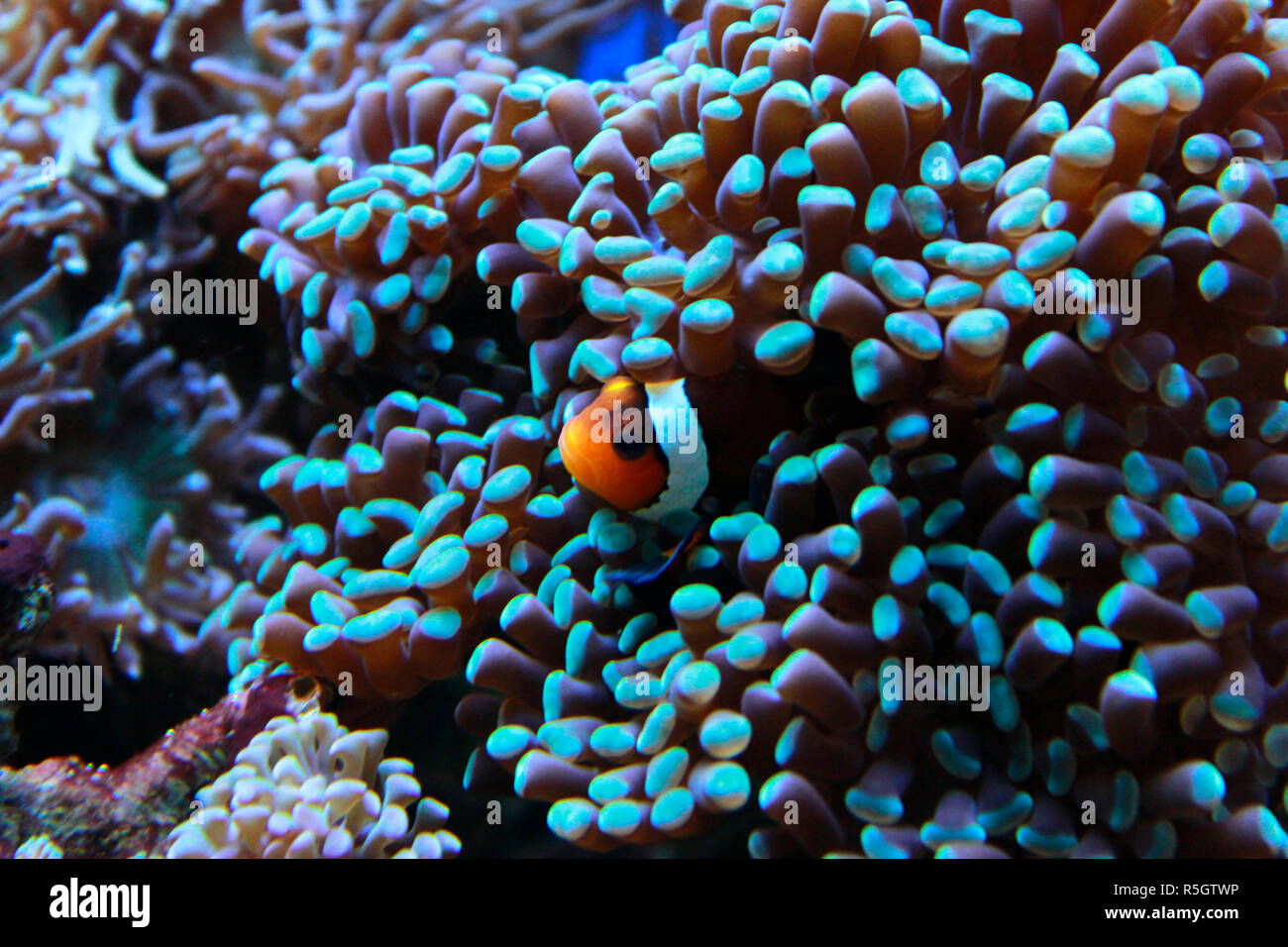 Image Clown Fish In Aquarium Stock Photos & Image Clown Fish In ...