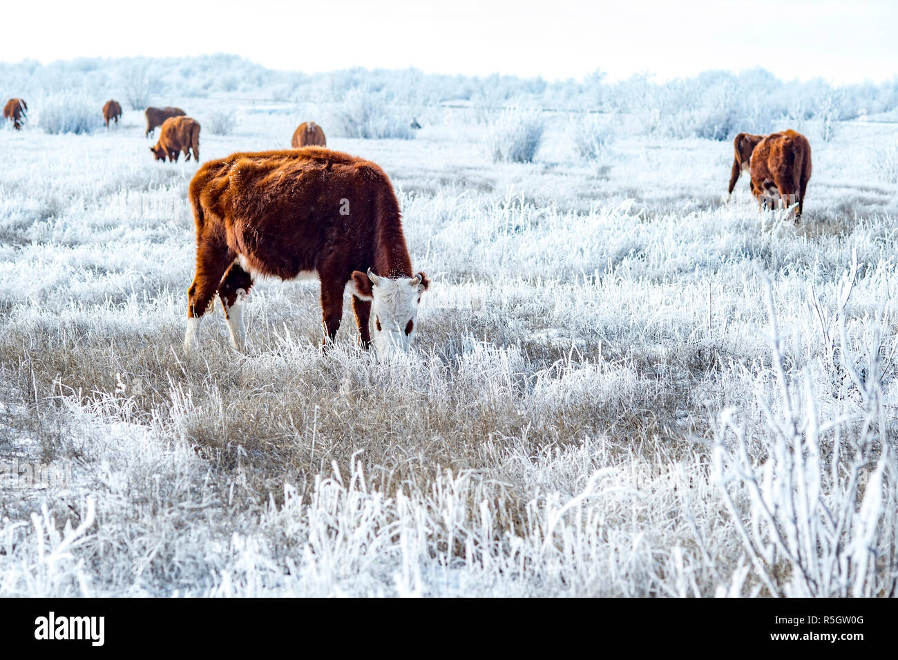 Cold steppe climate hi-res stock photography and images - Alamy