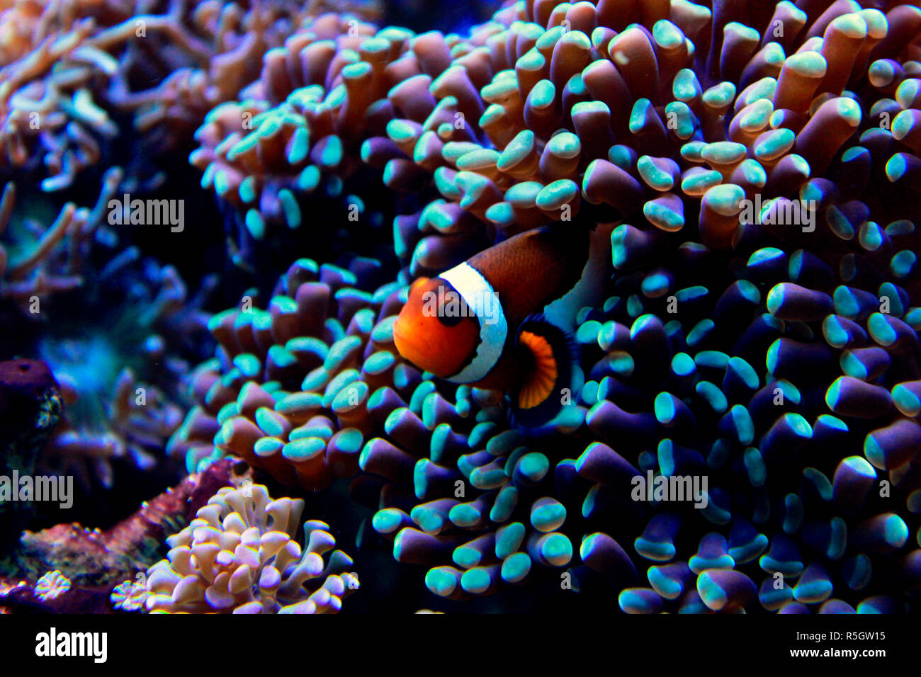 Clown Fish - The most popular saltwater fish in the world Stock Photo ...