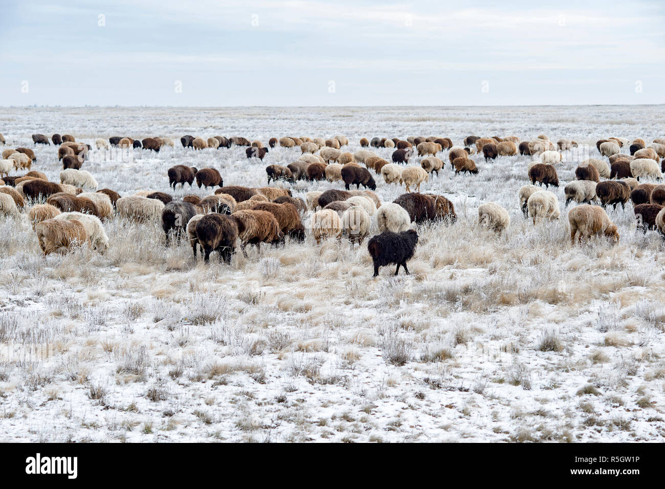 Sheep winter nutrition hi-res stock photography and images - Alamy