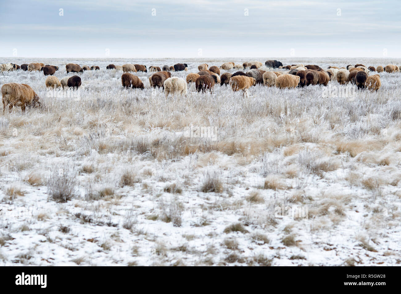 The climate and the pasture conditions hi-res stock photography and ...
