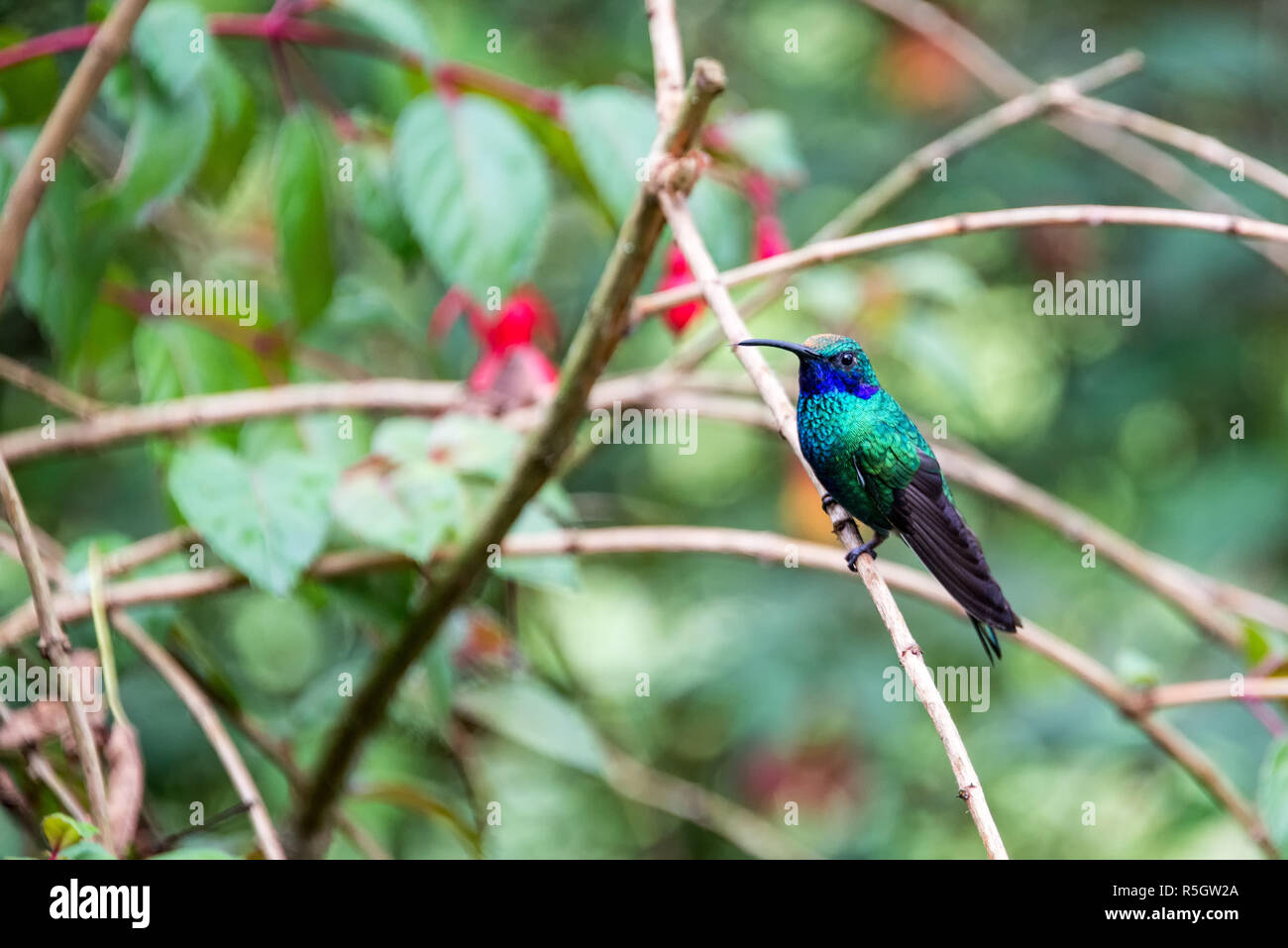 Colorful Hummingbird in Colombia Stock Photo - Alamy
