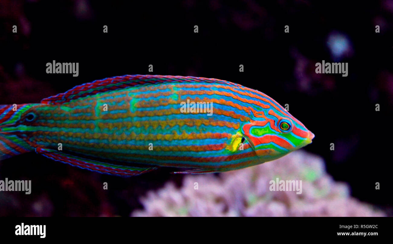 Rare Wrasse High Resolution Stock Photography and Images - Alamy