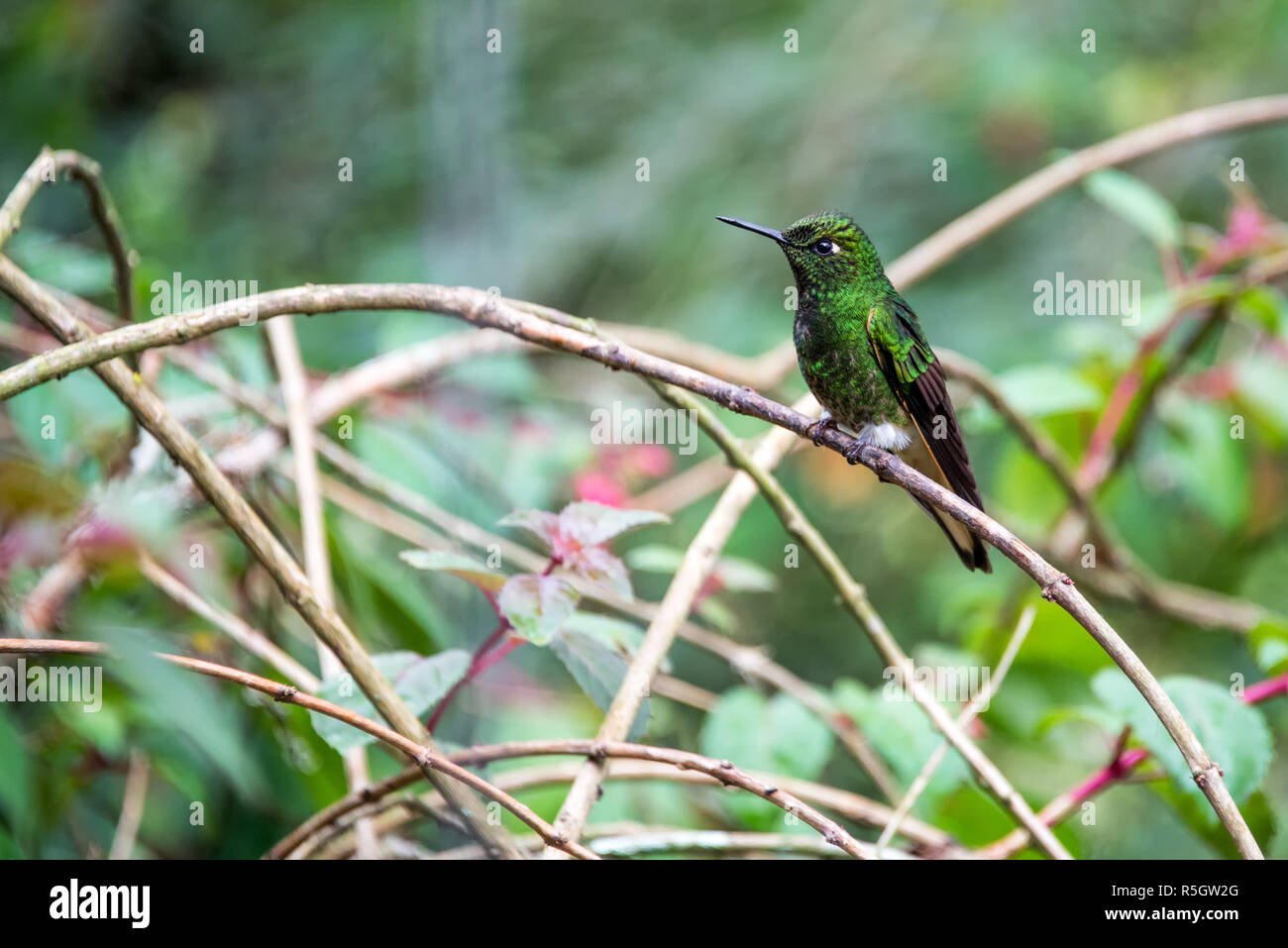 Green Hummingbird in Colombia Stock Photo - Alamy