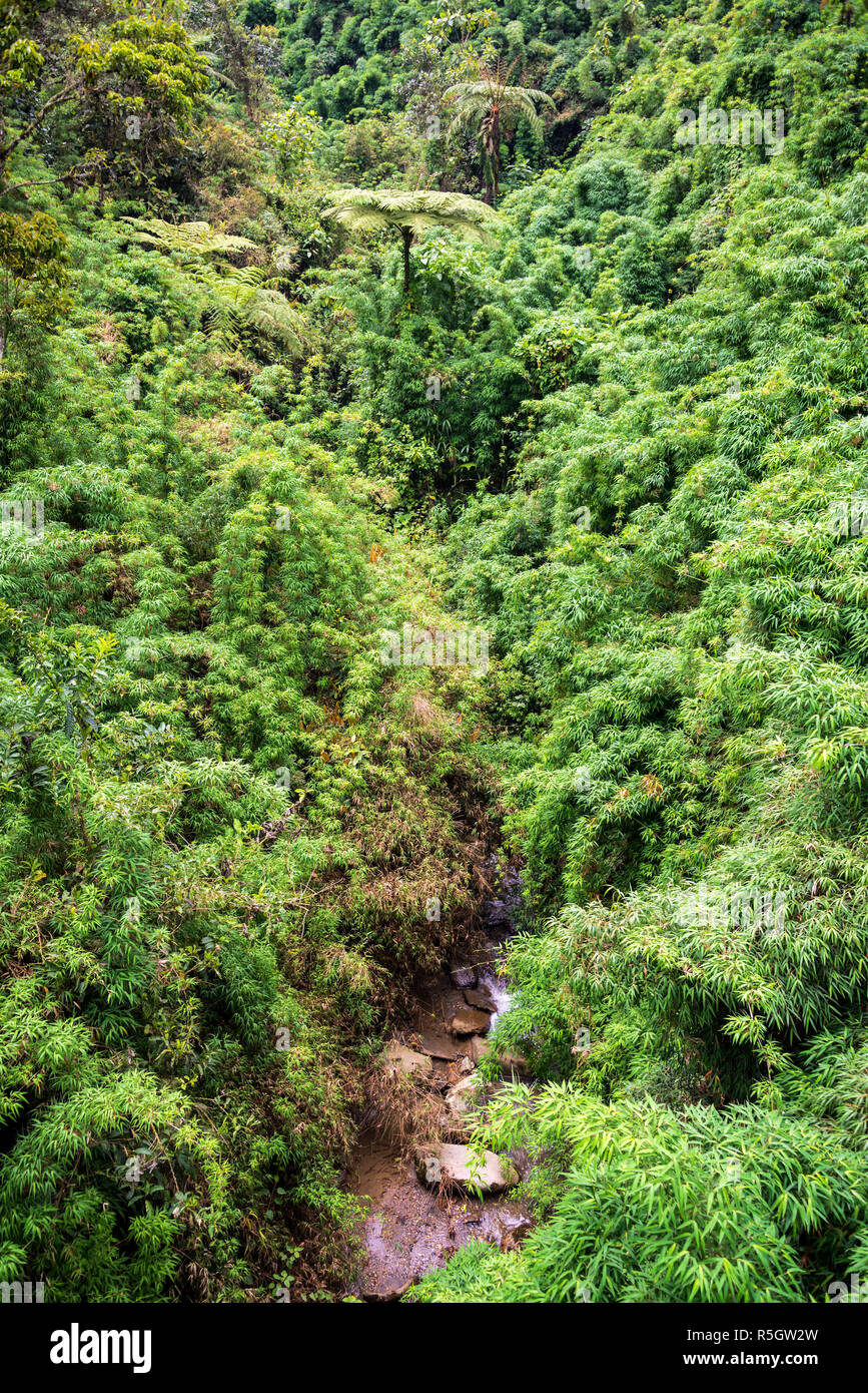 Bamboo forest colombia hi-res stock photography and images - Alamy