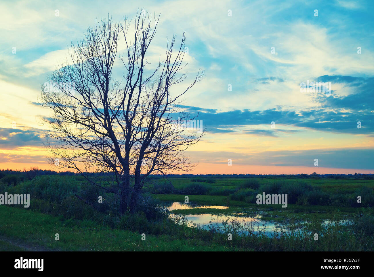 Old dry tree Stock Photo - Alamy
