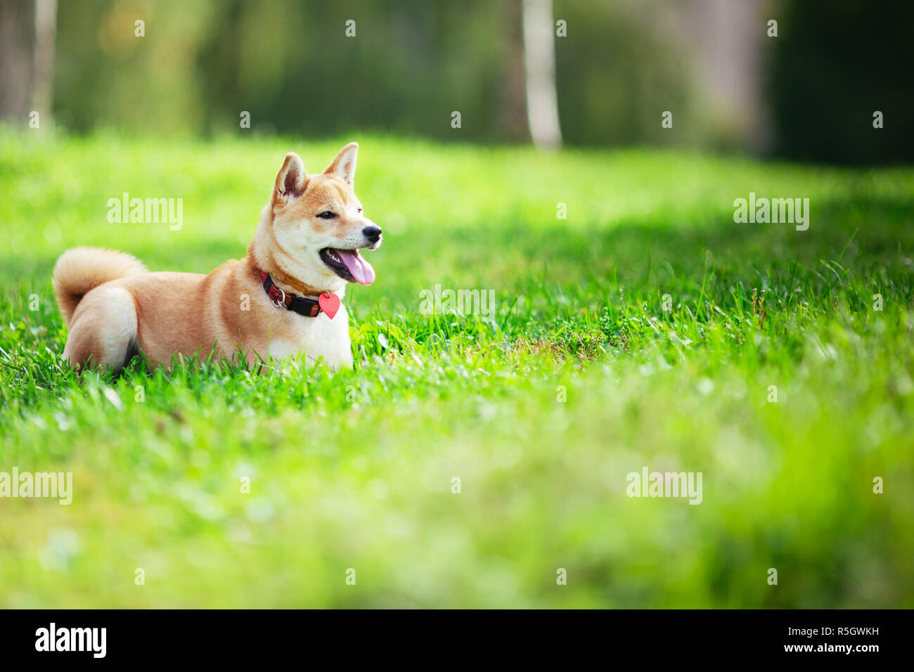 A young shiba inu Stock Photo - Alamy