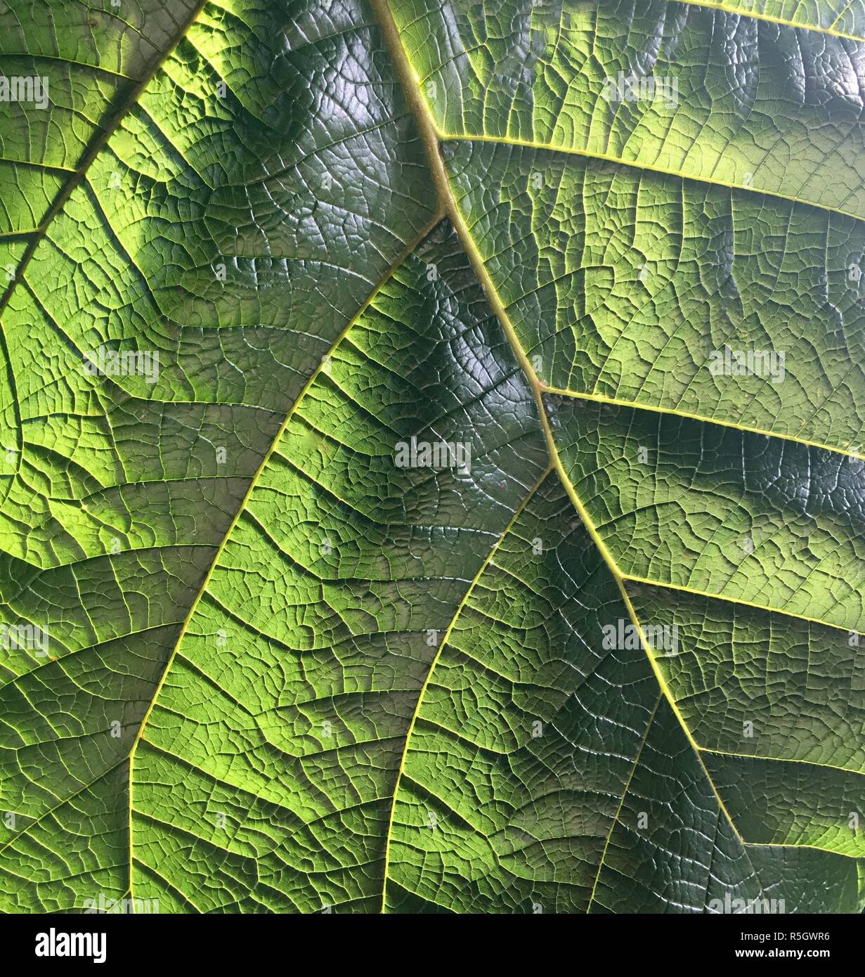 tropical giant leaf in close-up Stock Photo - Alamy