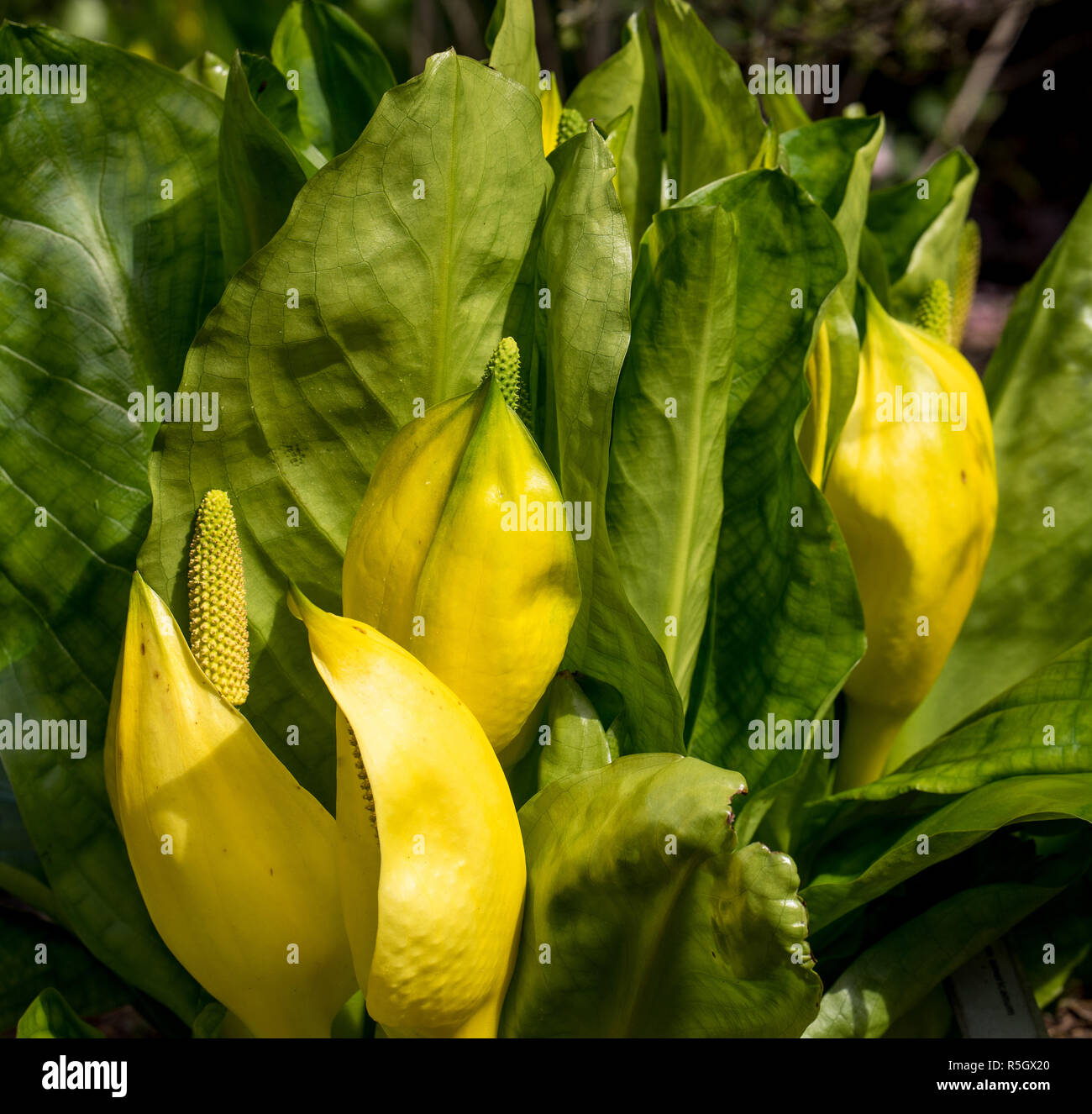 Stink lily plant hi-res stock photography and images - Alamy