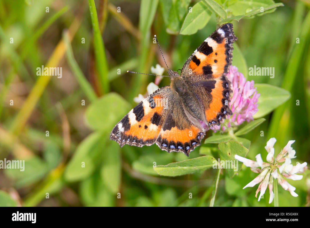 Small Tortoiseshell Butterfly Stock Photo - Alamy