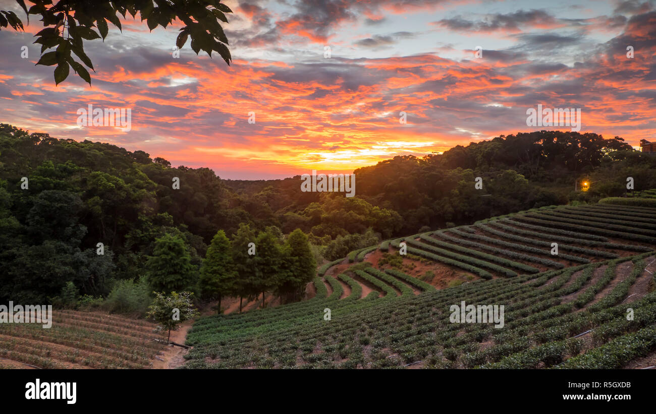 tea garden sunset in the summer time with nice background view Stock ...