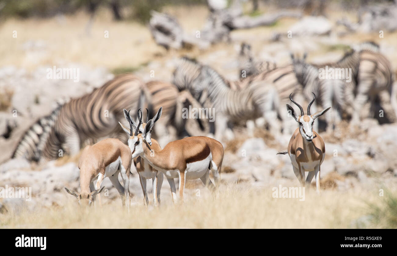 Springbok animal hi-res stock photography and images - Alamy