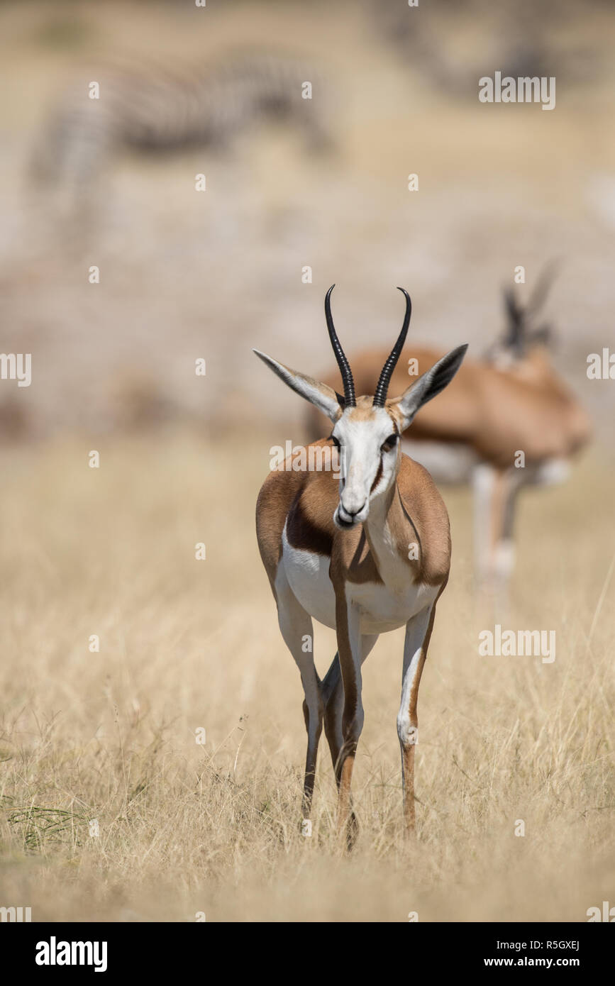 Springbok grazing hi-res stock photography and images - Alamy