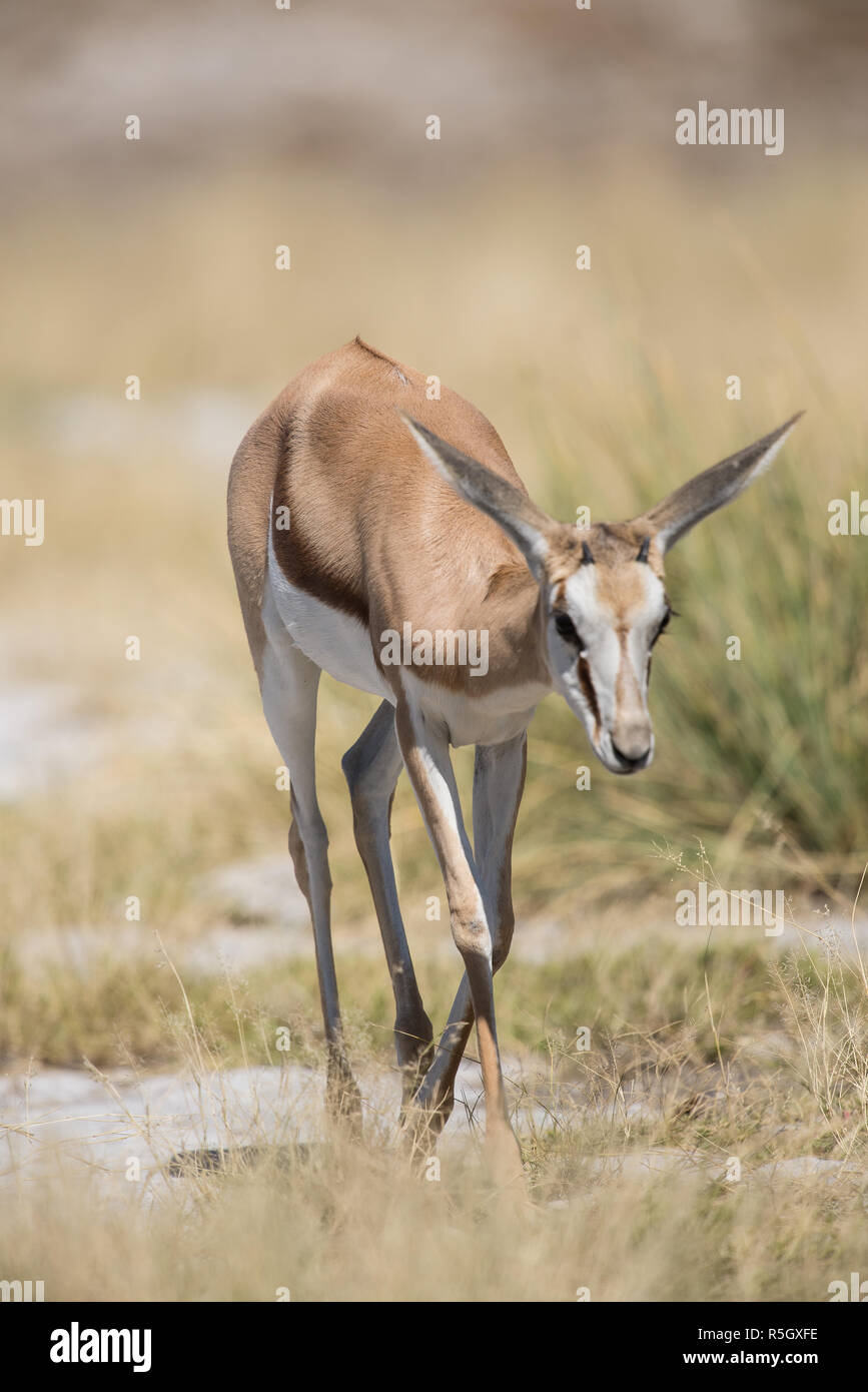 Springbok in Etosha national park Stock Photo - Alamy