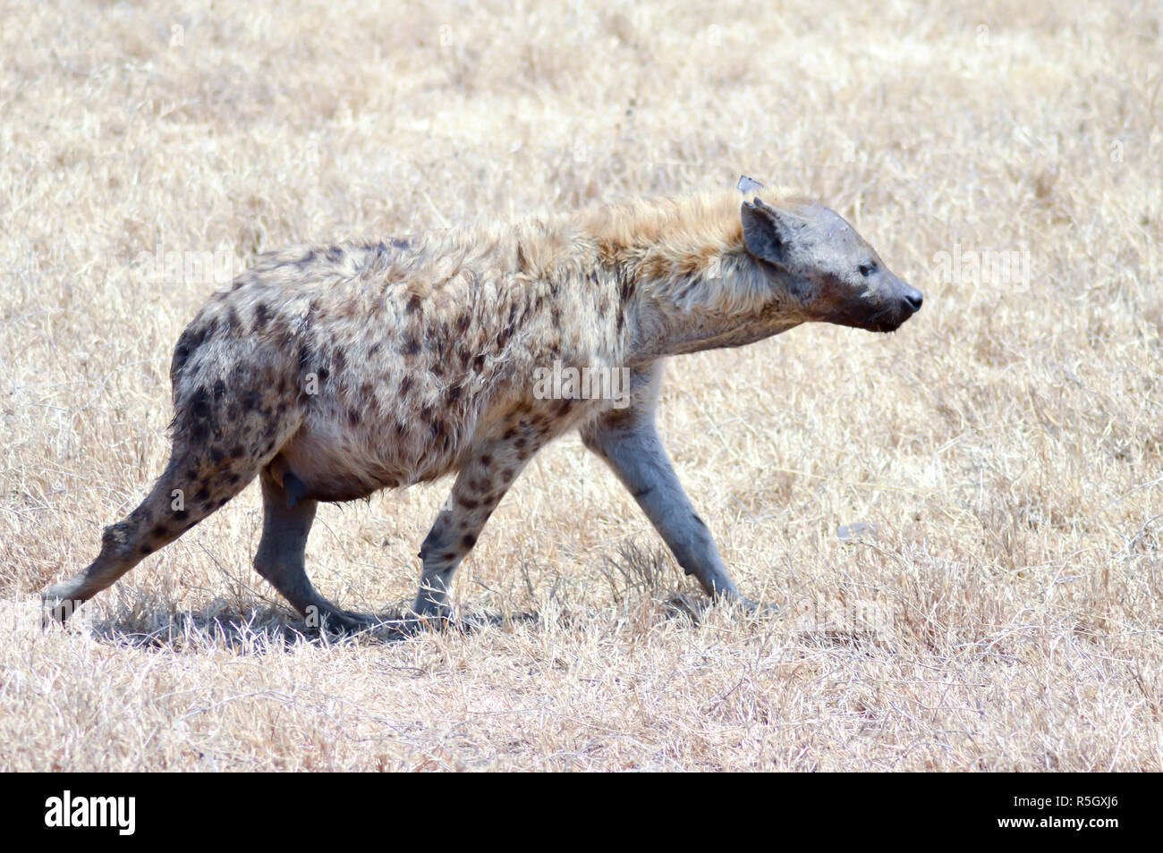 Hyena Walking through the savanna Stock Photo - Alamy