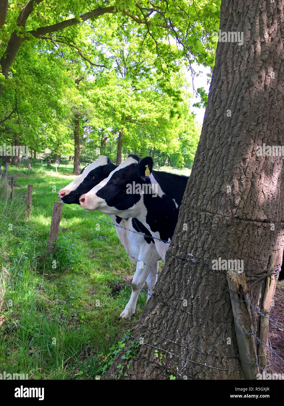 Two cows behind tree hi-res stock photography and images - Alamy