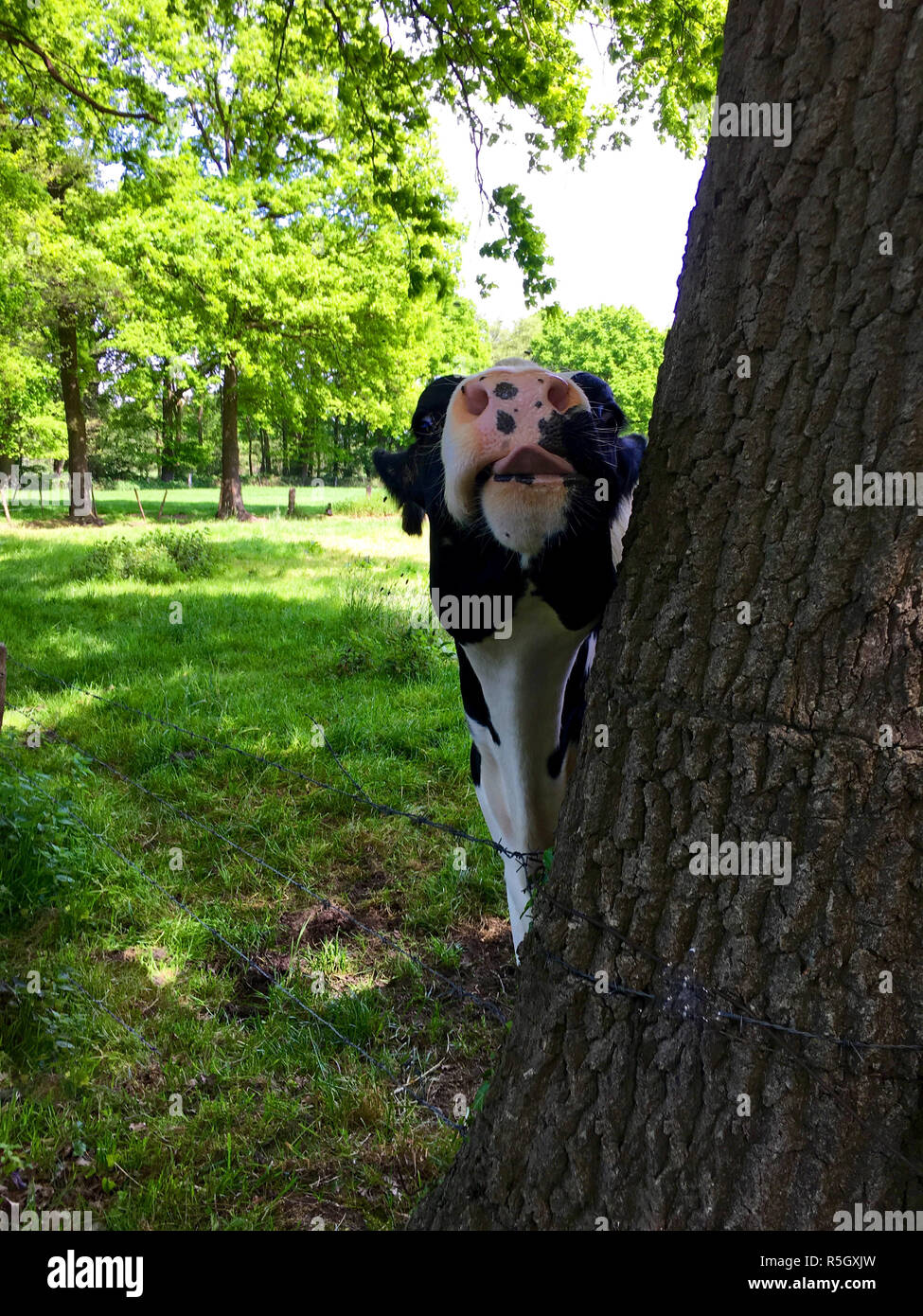 Cow behind a tree hi-res stock photography and images - Alamy