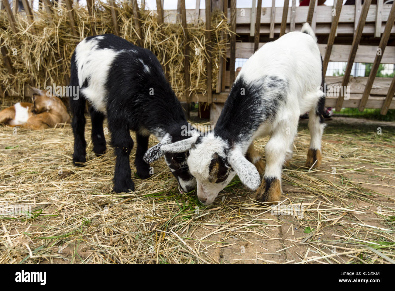 The domestic goat kid (Capra hircus) close-up Stock Photo - Alamy