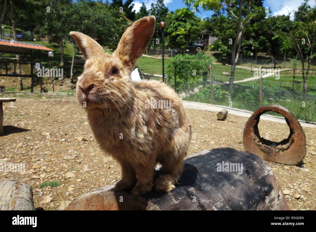 Cute rabbit in outdoor Stock Photo - Alamy