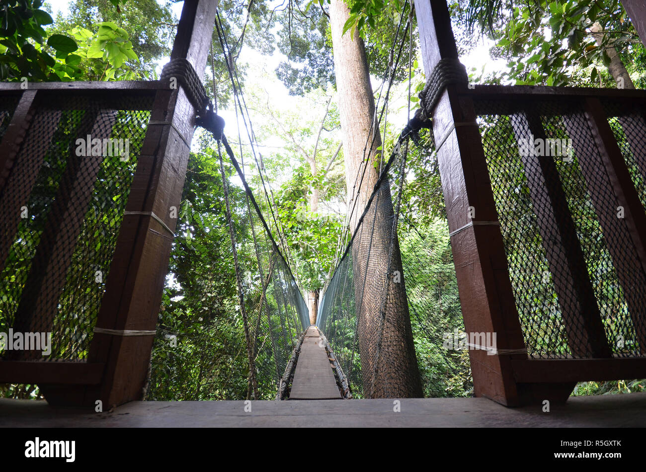 Poring Treetop Canopy Walk Stock Photo - Alamy