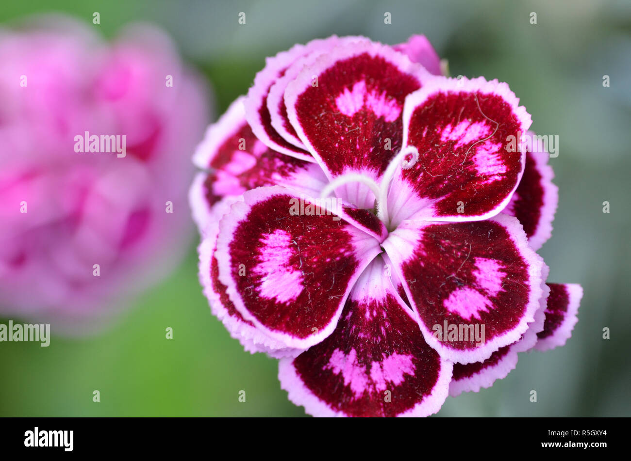 Pink carnation flower in garden Stock Photo - Alamy