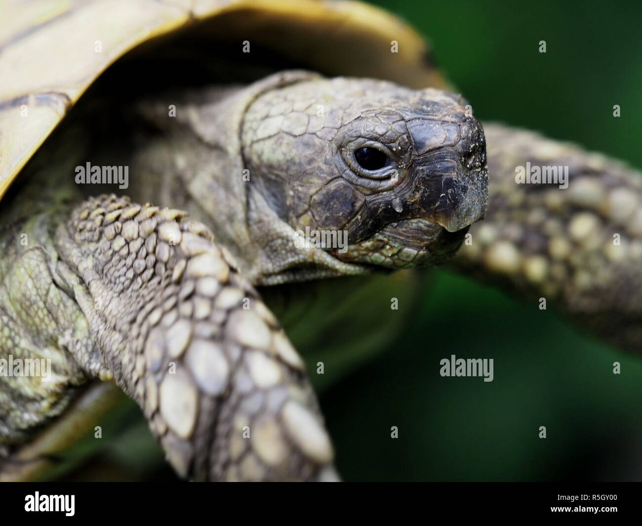 greek land turtle Stock Photo - Alamy