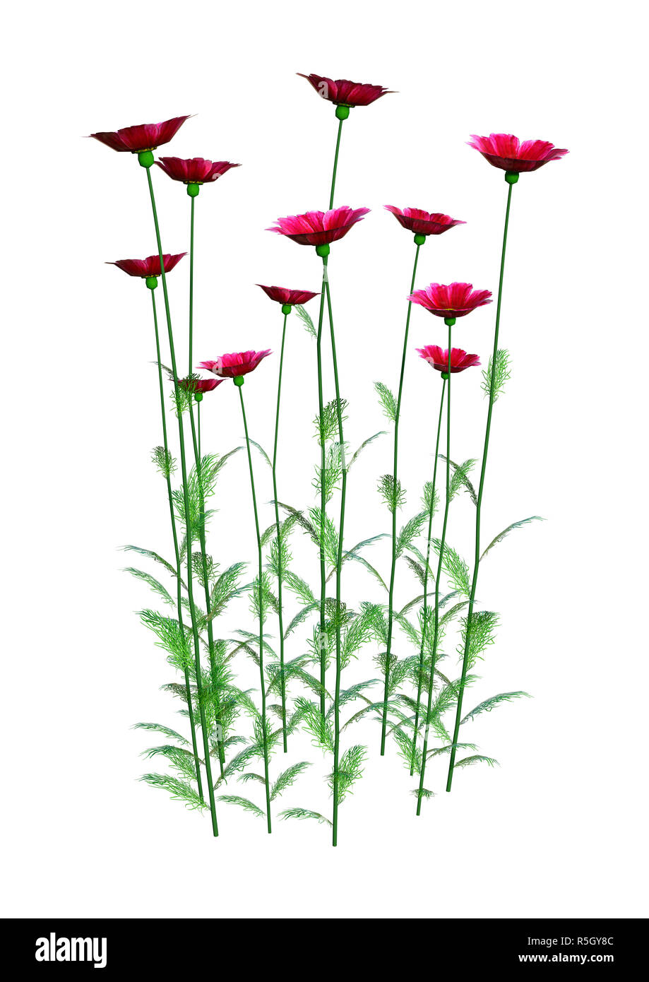 3D Rendering Cosmos Flowers on White Stock Photo - Alamy