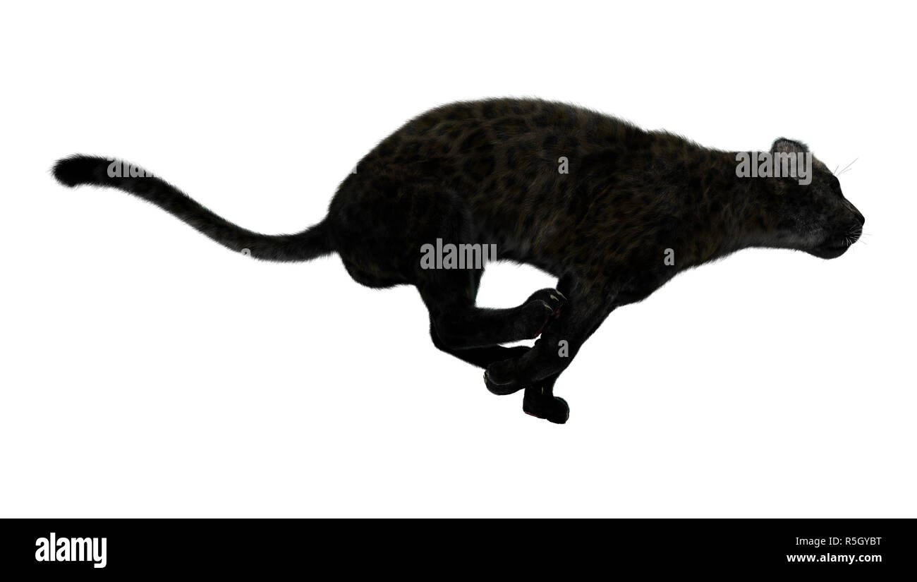 Black panther running running hi-res stock photography and images - Alamy