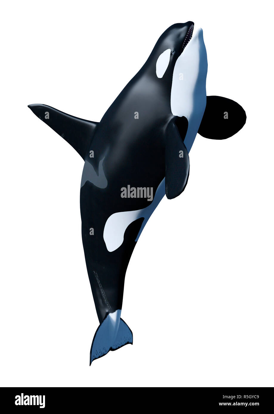Orcinus orca killer whale Cut Out Stock Images & Pictures - Alamy