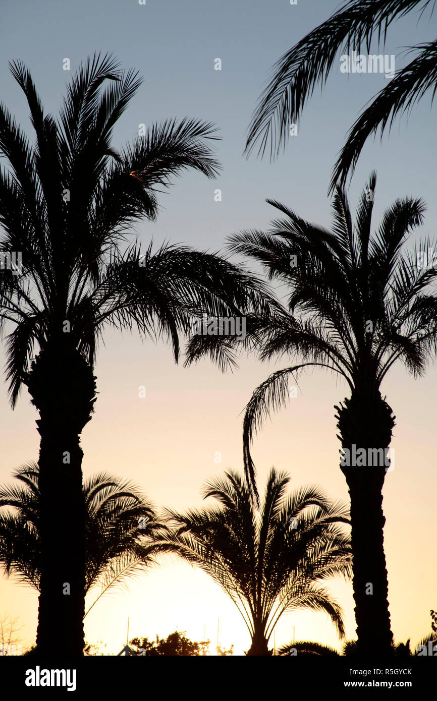 Palm tree at sunset Stock Photo - Alamy