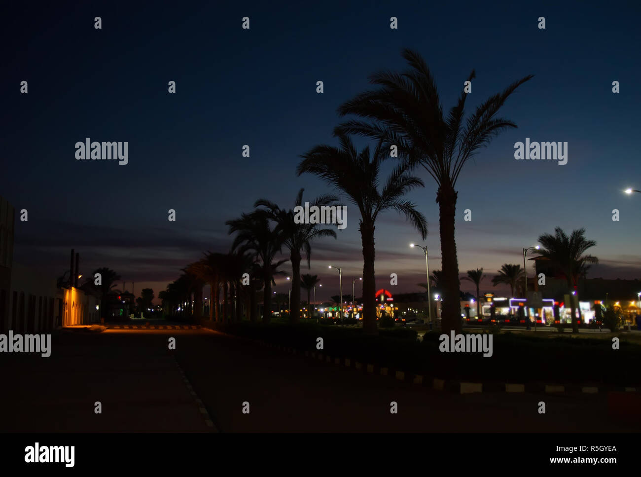 silhouettes of palm night Stock Photo - Alamy