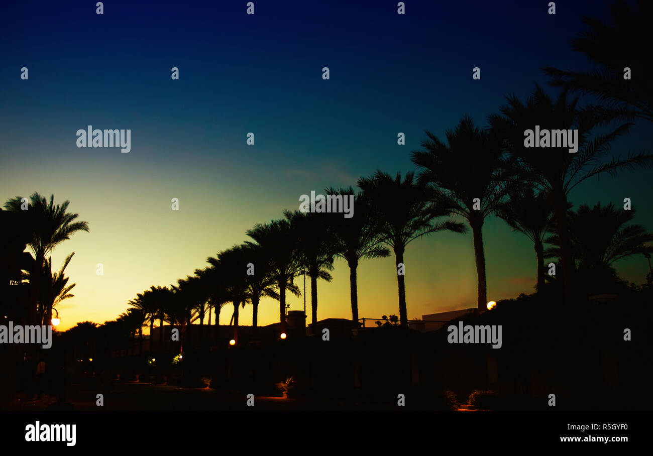 silhouettes of palm night Stock Photo - Alamy