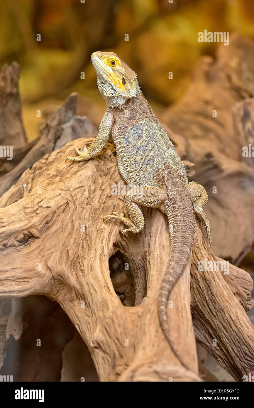 Lizard in the wild Stock Photo - Alamy