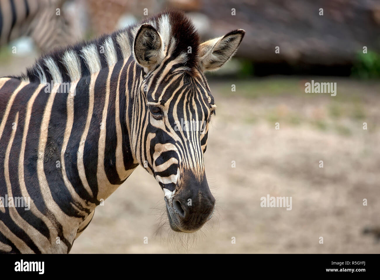 Zebra, a portrait Stock Photo - Alamy