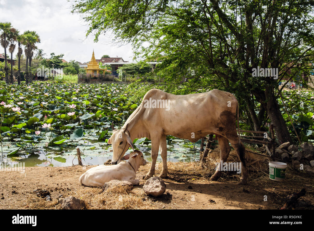 Cambodia cattle hi-res stock photography and images - Alamy